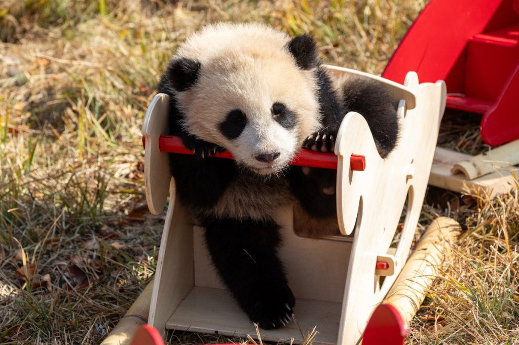 Cina: Sichuan, cuccioli di panda gigante inviano auguri di Capodanno (2)