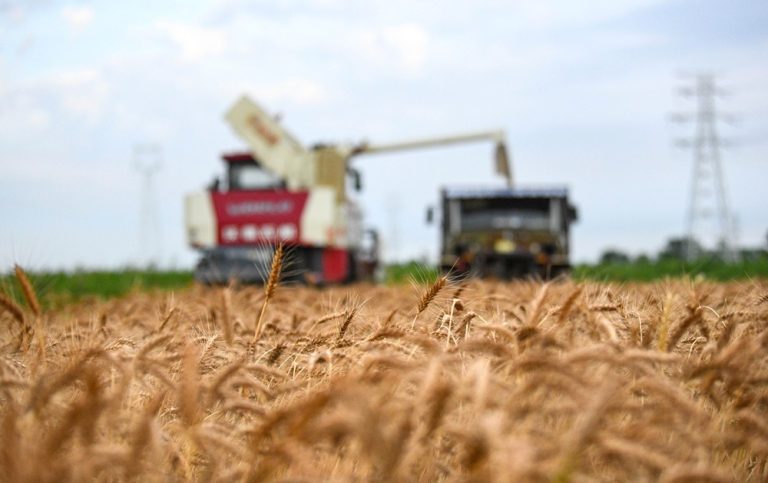 Cina: a Cangzhou si coltivano varietà di grano tolleranti a terreni ...