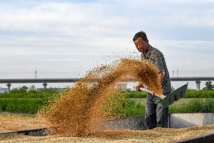 Cina: a Cangzhou si coltivano varietà di grano tolleranti a terreni ...