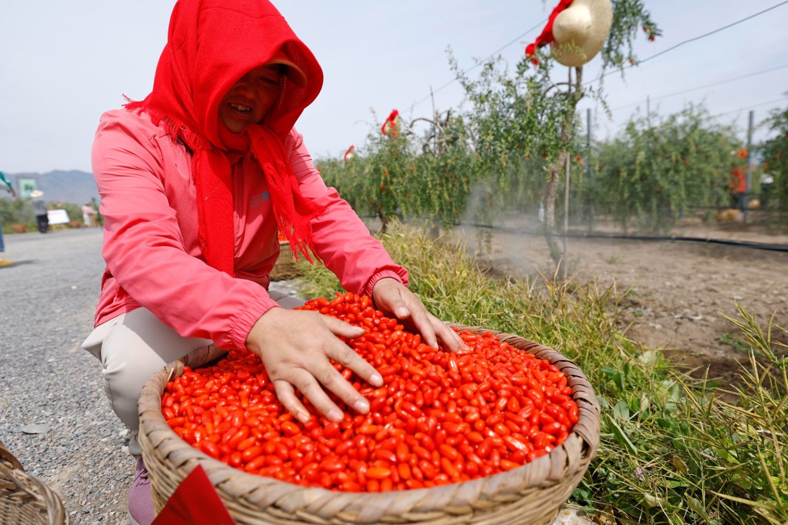 Cina: nel Ningxia raccolta delle bacche di goji ai piedi del monte ...